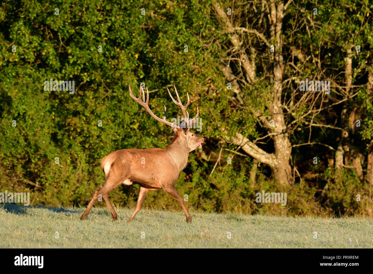 Two Stags Running High Resolution Stock Photography and Images - Alamy