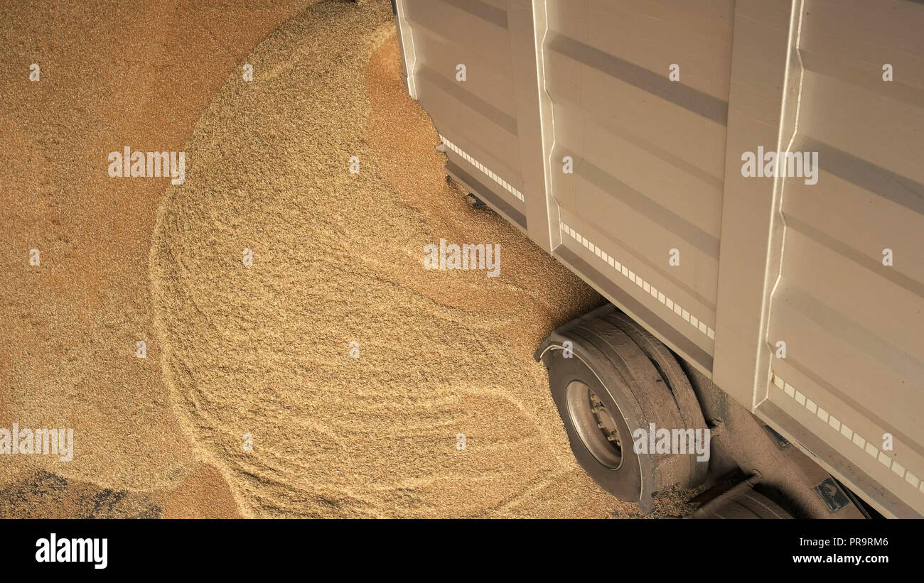 Pouring corn grain out of truck Stock Photo - Alamy