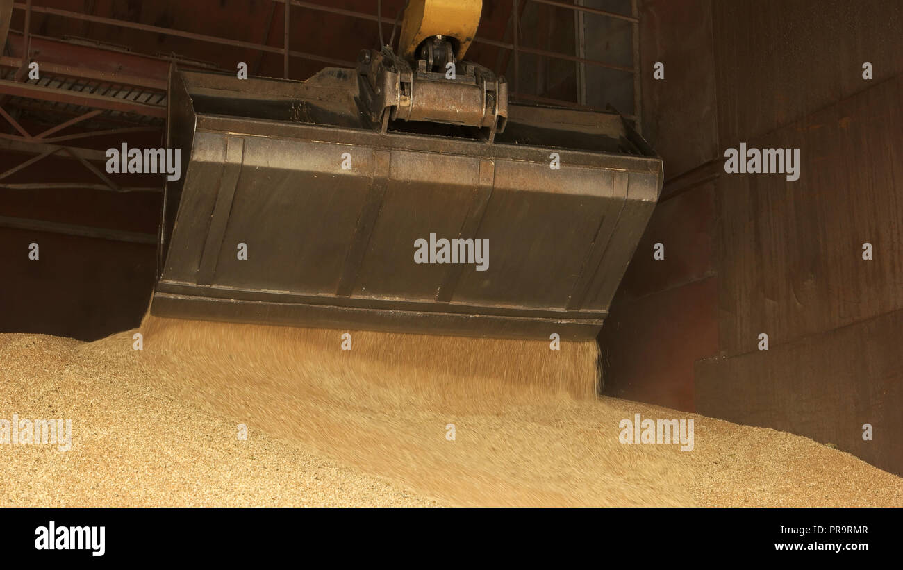 Unloading corn grain from the tractor scoop loader bucket Stock Photo ...