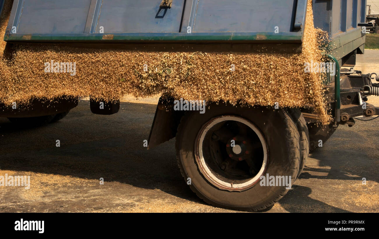 Corn transportation hi-res stock photography and images - Alamy