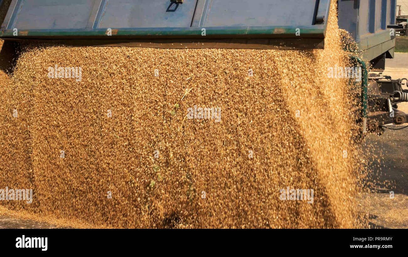 Corn grain pouring in a agricultural silo Stock Photo - Alamy