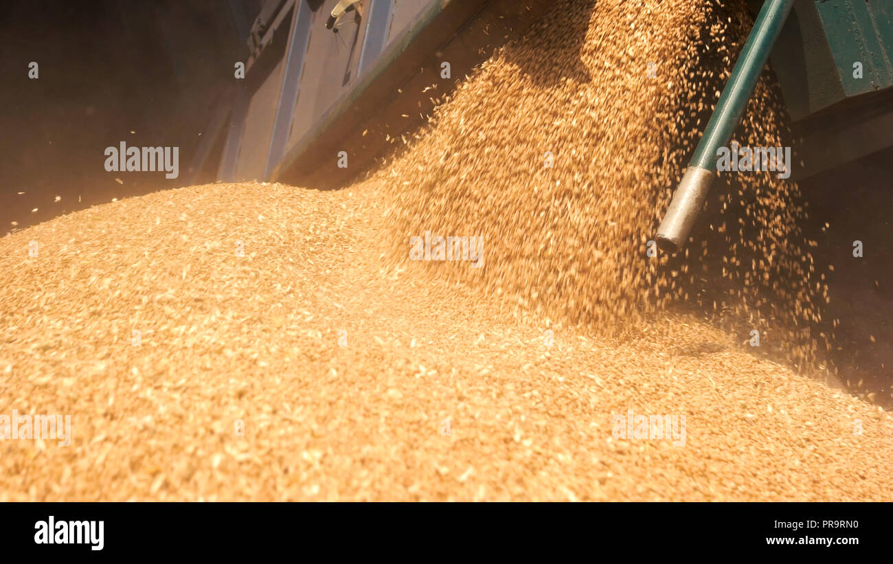 Pouring grain close up Stock Photo - Alamy