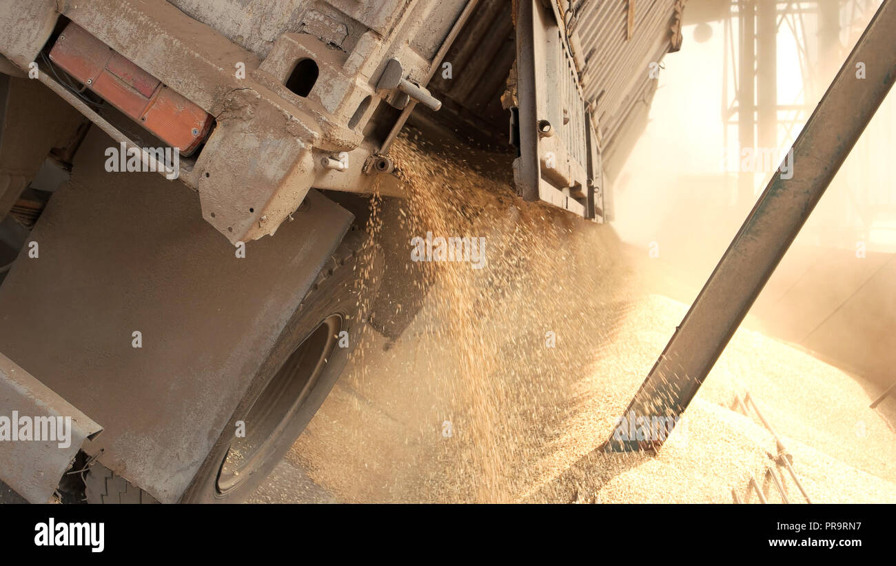 Trail unloading grain in a warehouse Stock Photo - Alamy