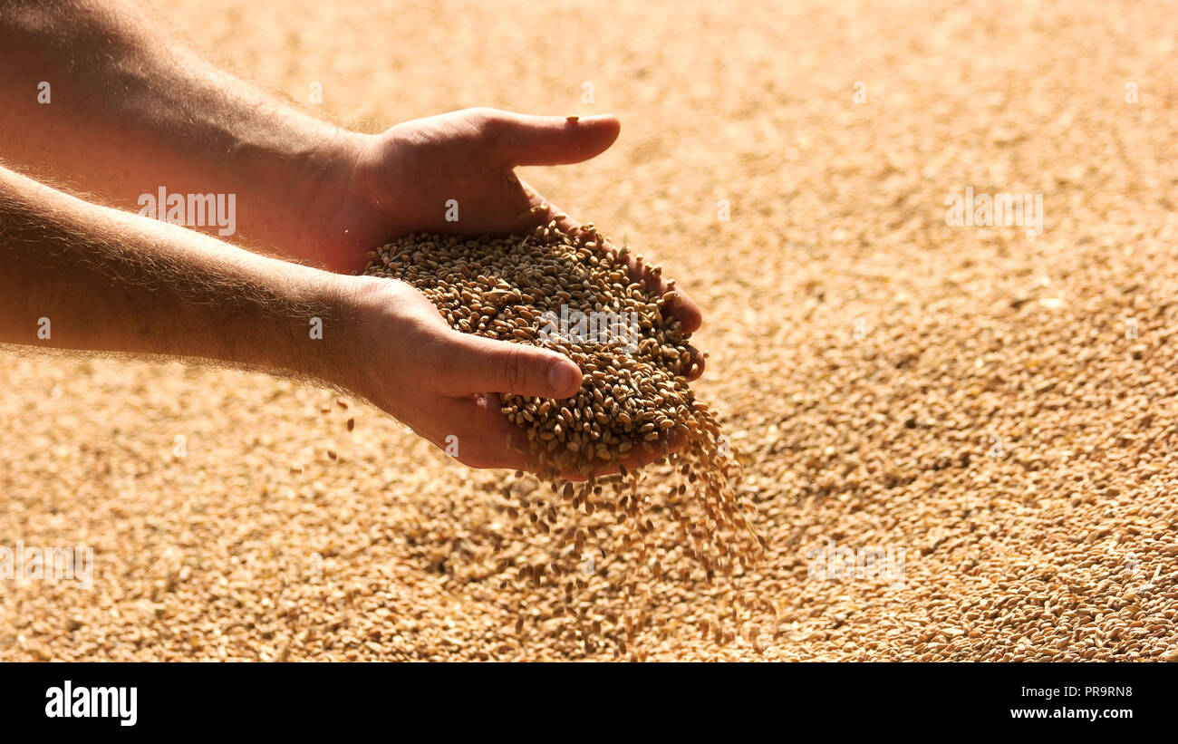 Hands with grain corn Stock Photo - Alamy