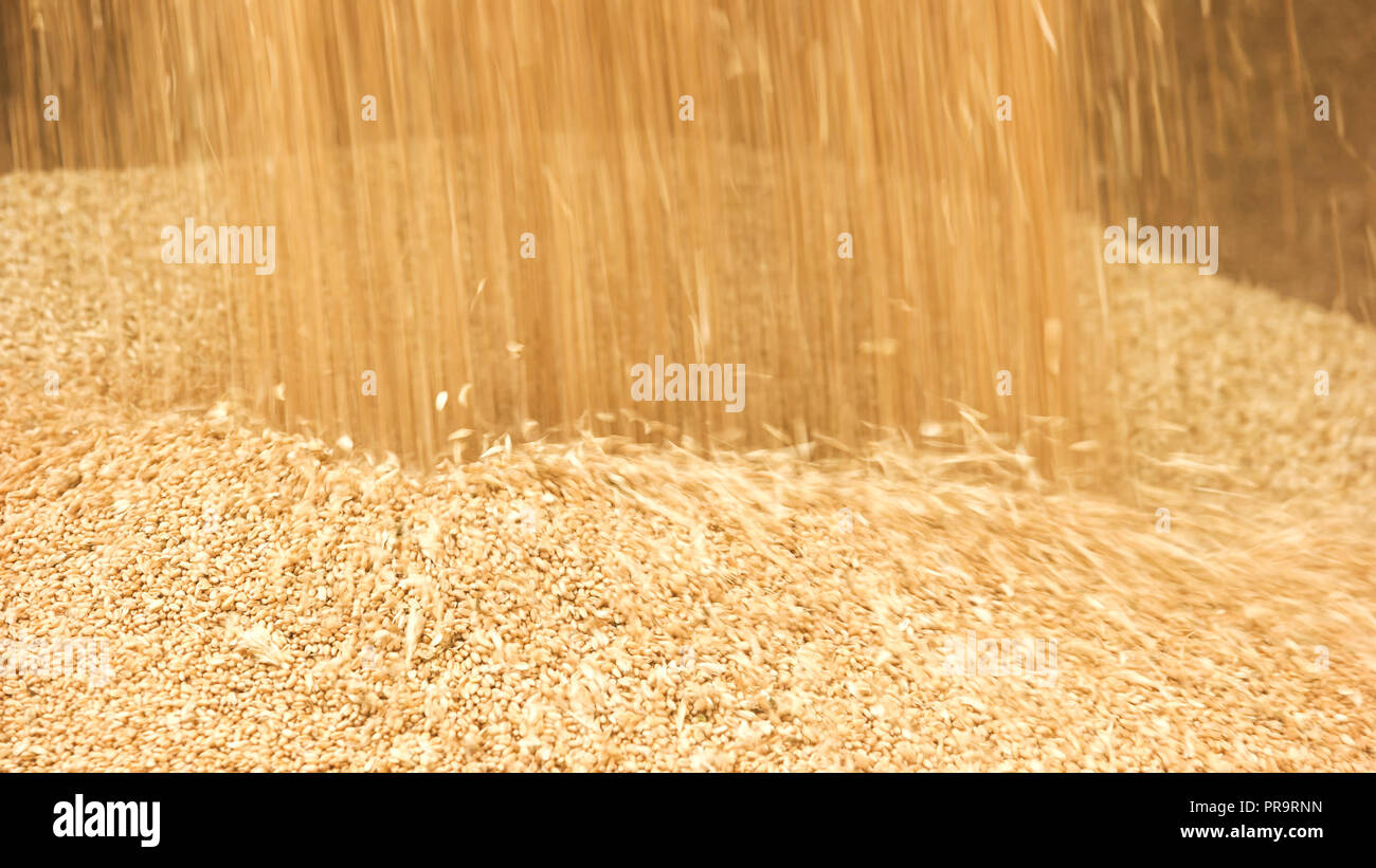 Pile cereal grain in hi-res stock photography and images - Alamy