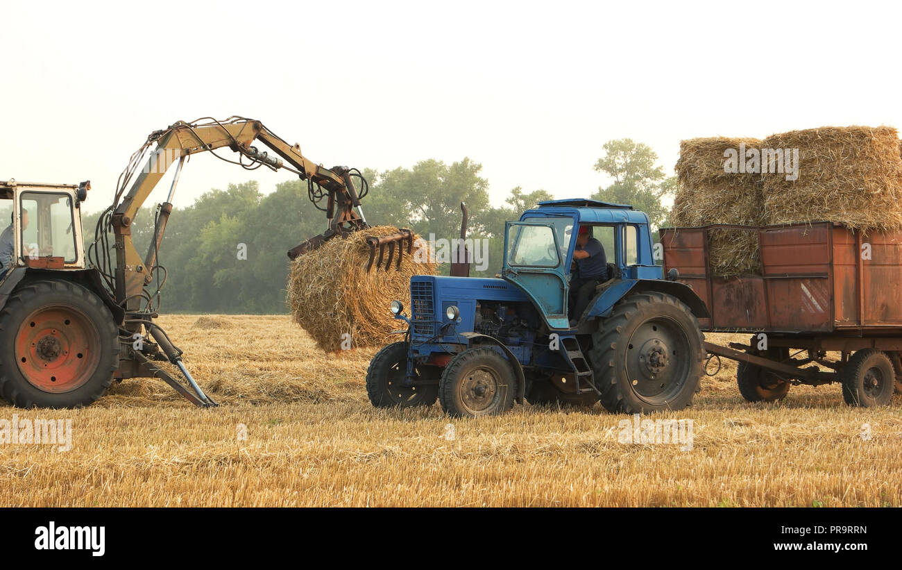 Loading round hay bales in a tracktor Stock Photo - Alamy
