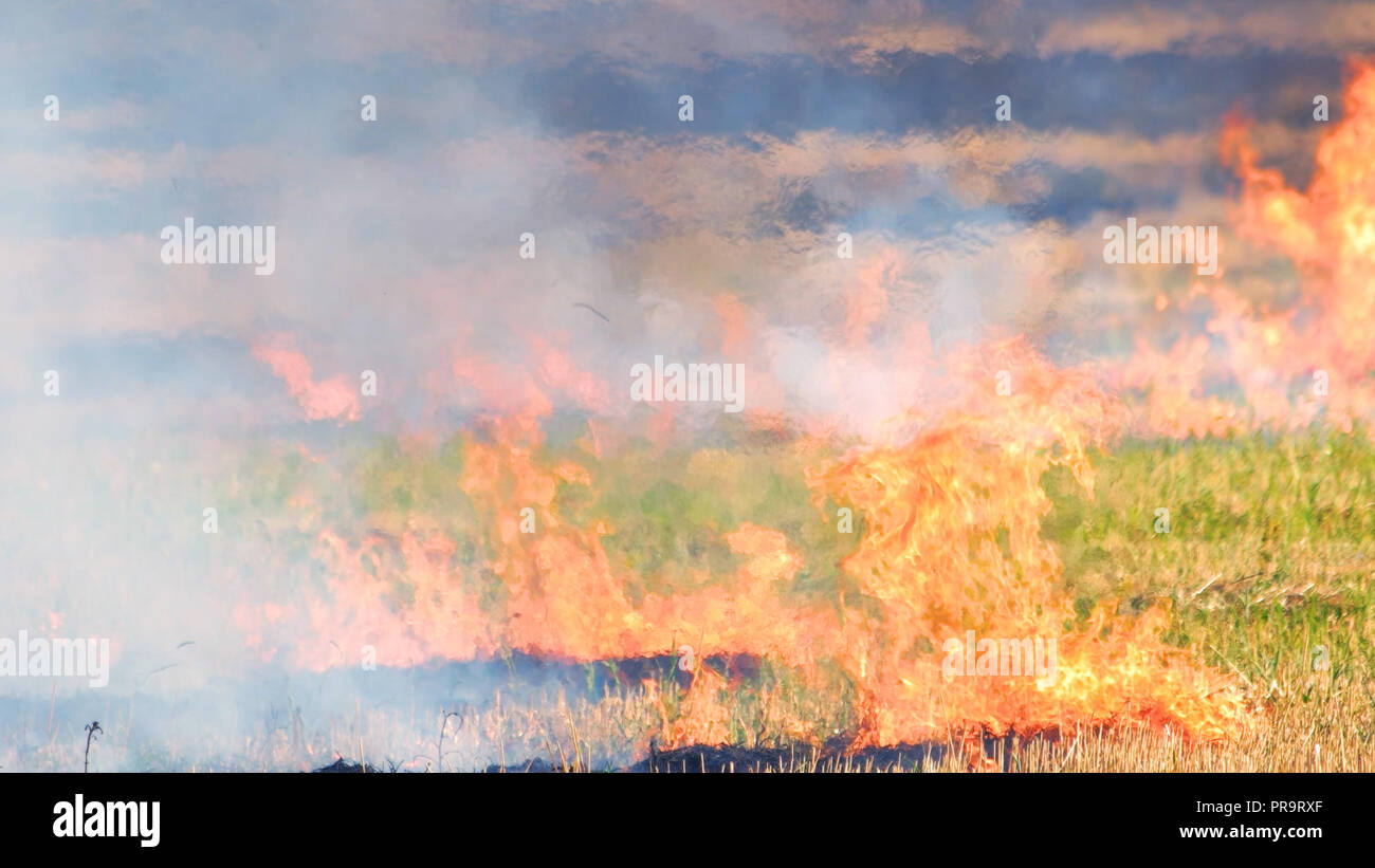 Dry grass field with wildfire flame Stock Photo - Alamy
