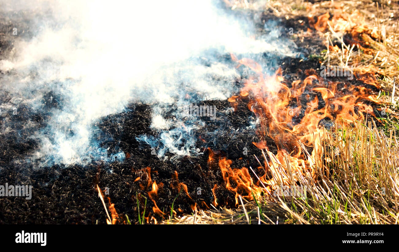 Fire grass spring Stock Photo - Alamy