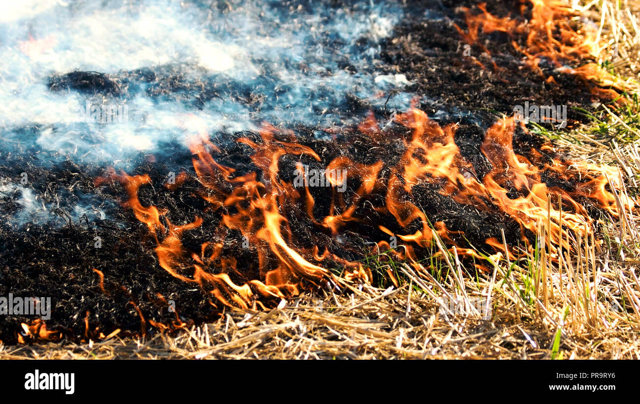 Fire burning dry grass Stock Photo - Alamy