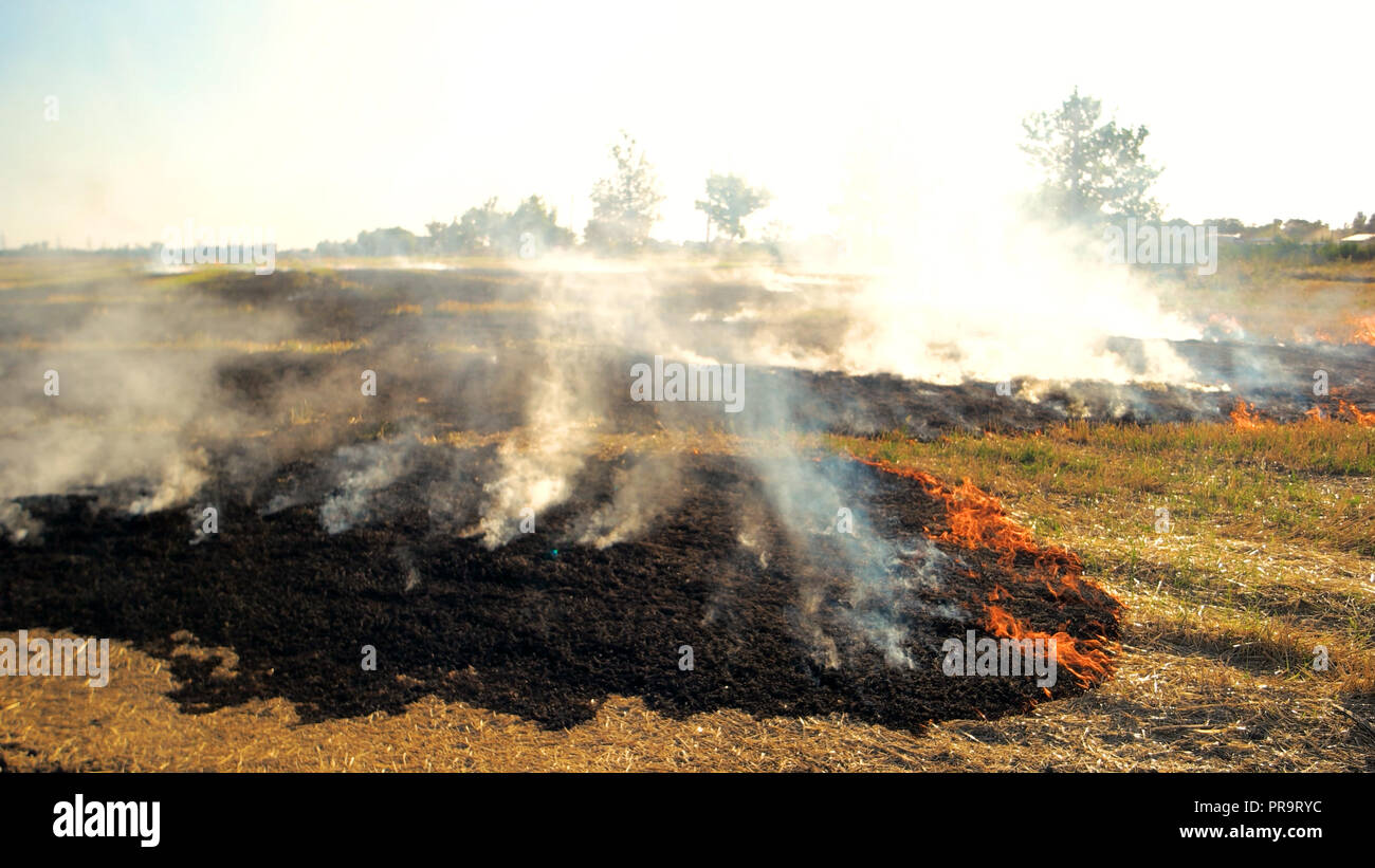 Forest field fire and heavy smoke Stock Photo - Alamy