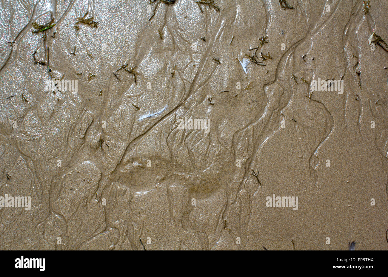 Wet beach sand hi-res stock photography and images - Alamy