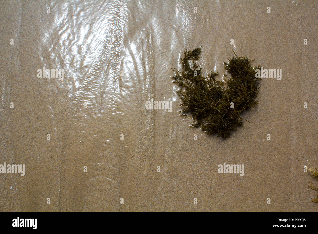 Seaweed Washed Up on the Beach Stock Photo - Alamy