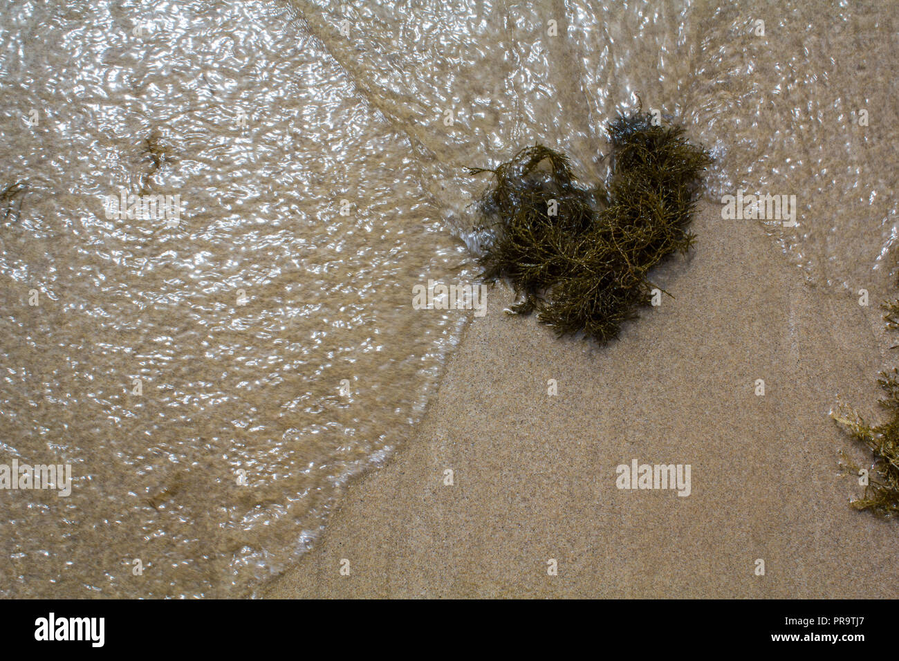 Ground seaweed hi-res stock photography and images - Alamy