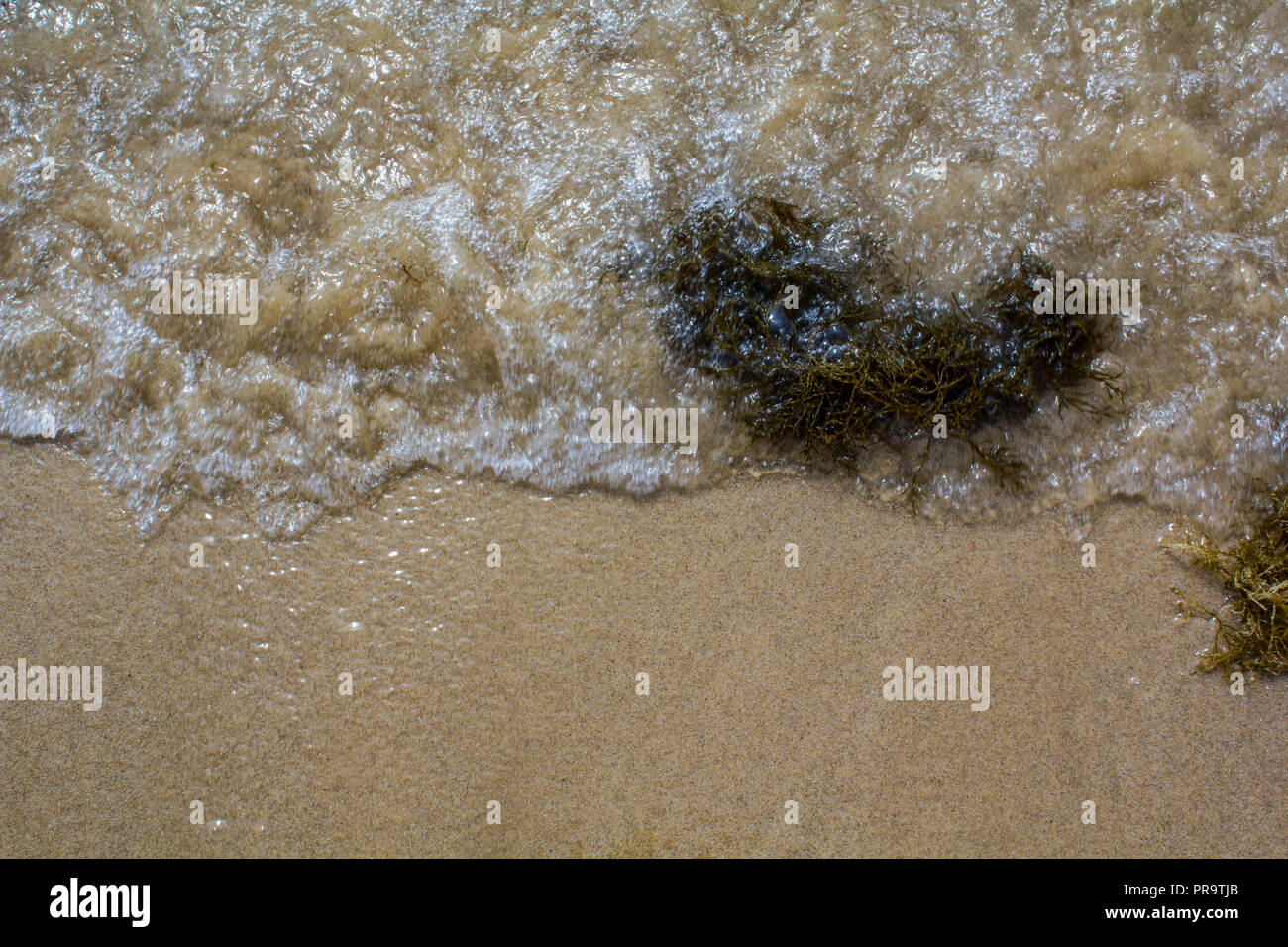 Seaweed Washed Up on the Beach Stock Photo - Alamy