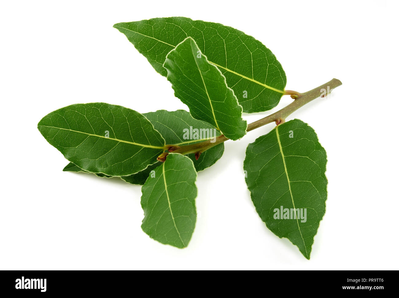 Laurel branch hi-res stock photography and images - Alamy