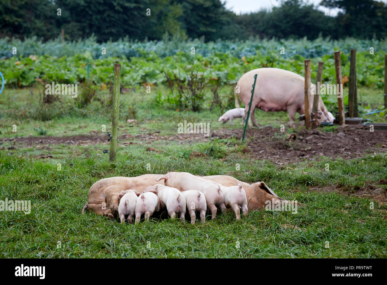 Lower Trevaskis Farm, Gwinear Rd, Hayle west Cornwall, farm shop and ...