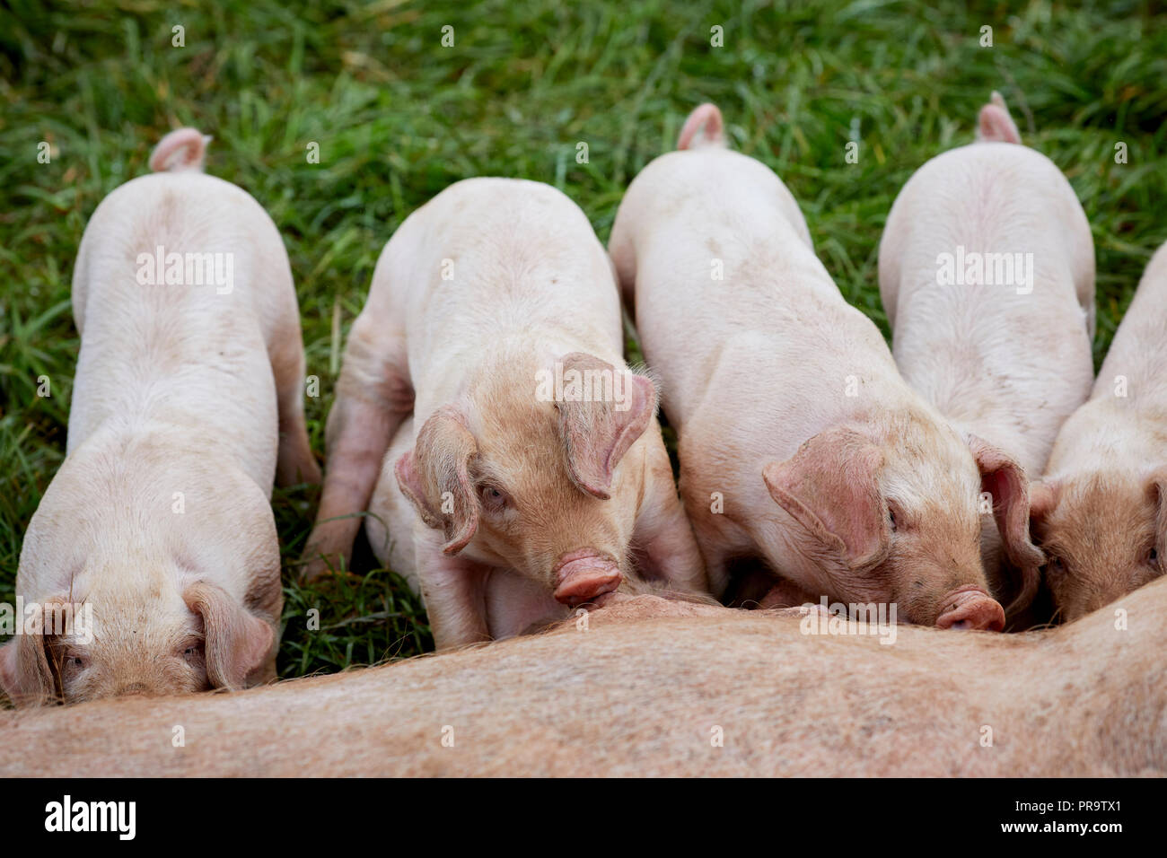 Lower Trevaskis Farm, Gwinear Rd, Hayle west Cornwall, farm shop and ...