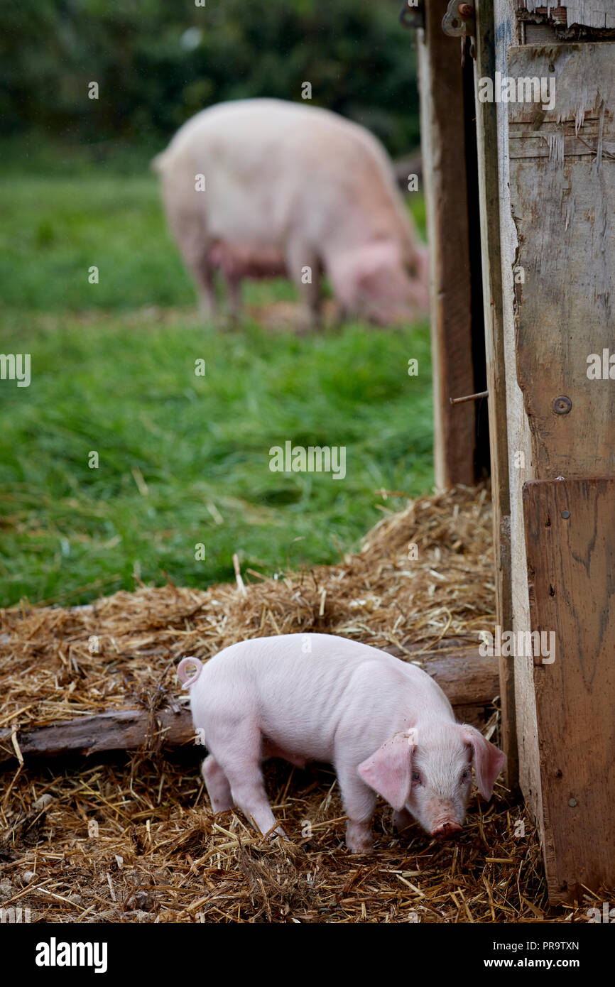 Lower Trevaskis Farm, Gwinear Rd, Hayle west Cornwall, farm shop and ...