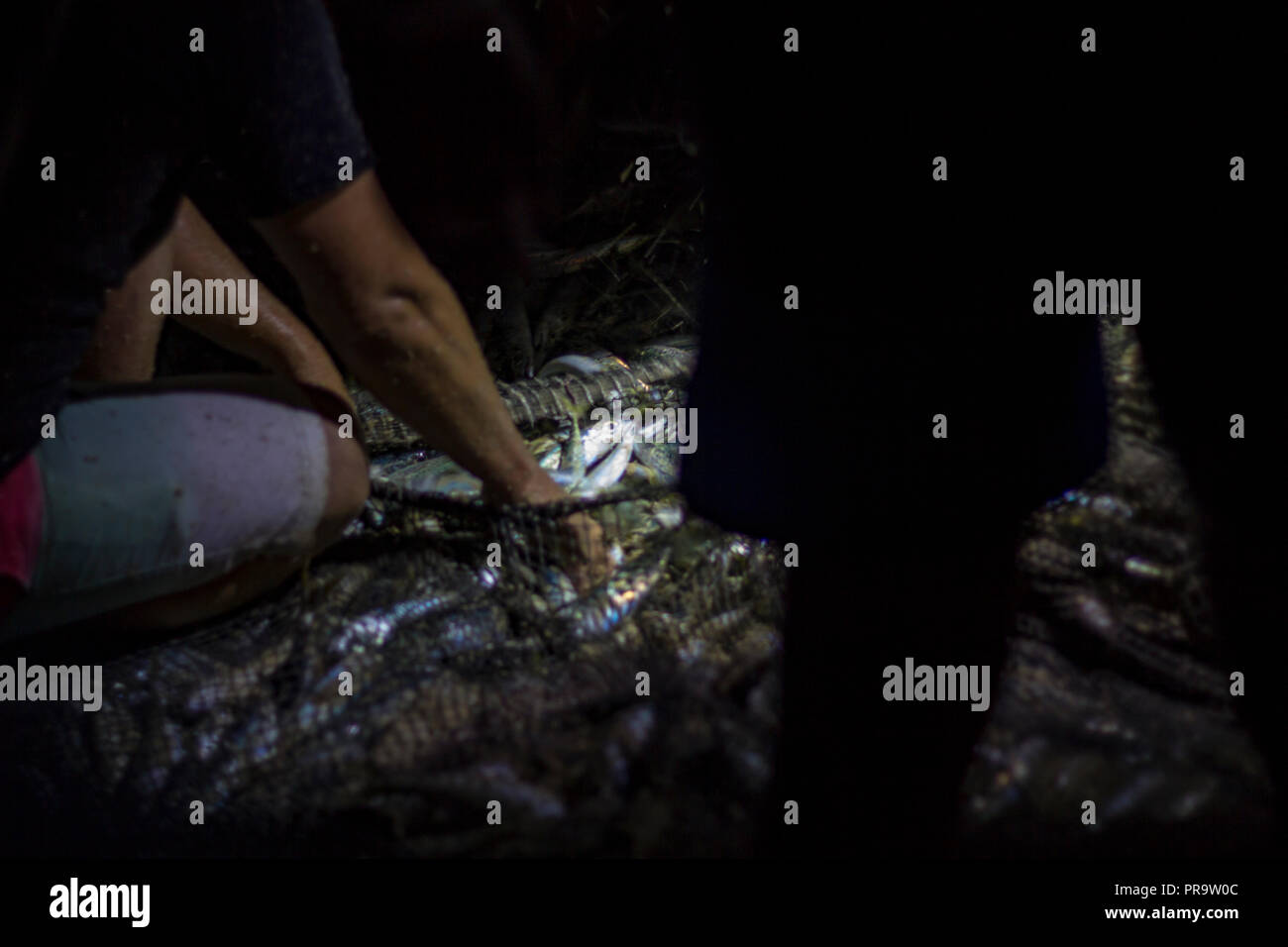 Fresh fish in fishing net Stock Photo - Alamy