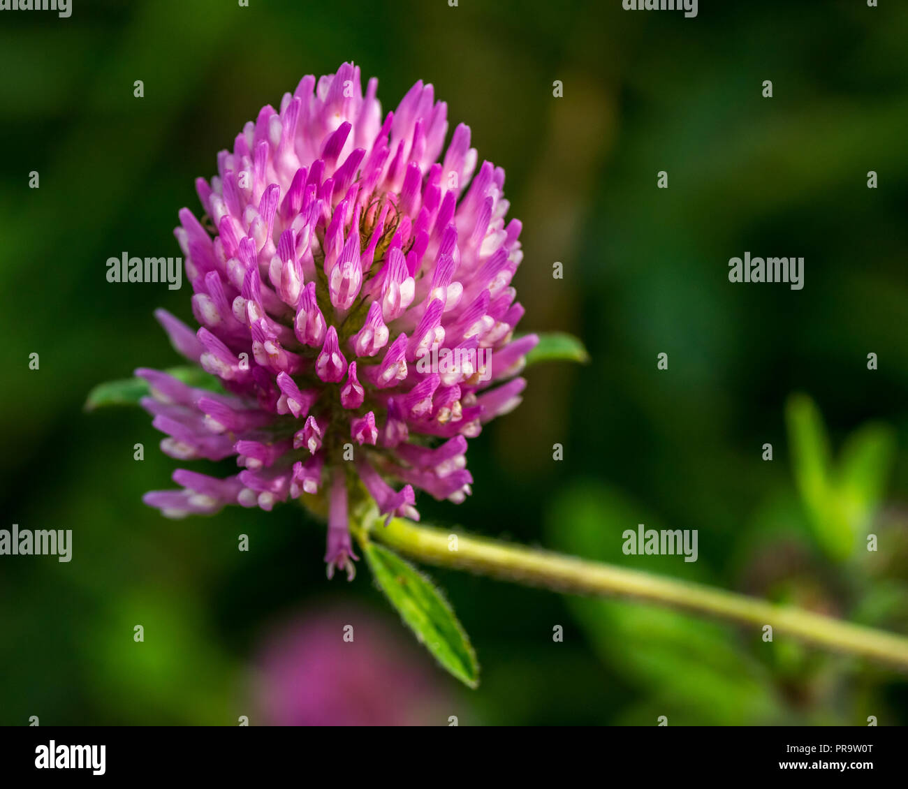 Beautiful Clover High Resolution Stock Photography and Images - Alamy