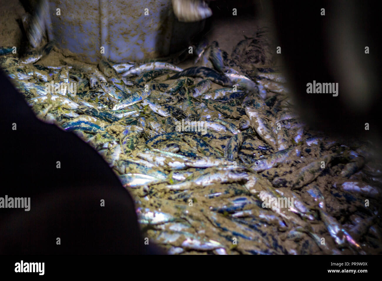 Freshly caught fish Stock Photo - Alamy