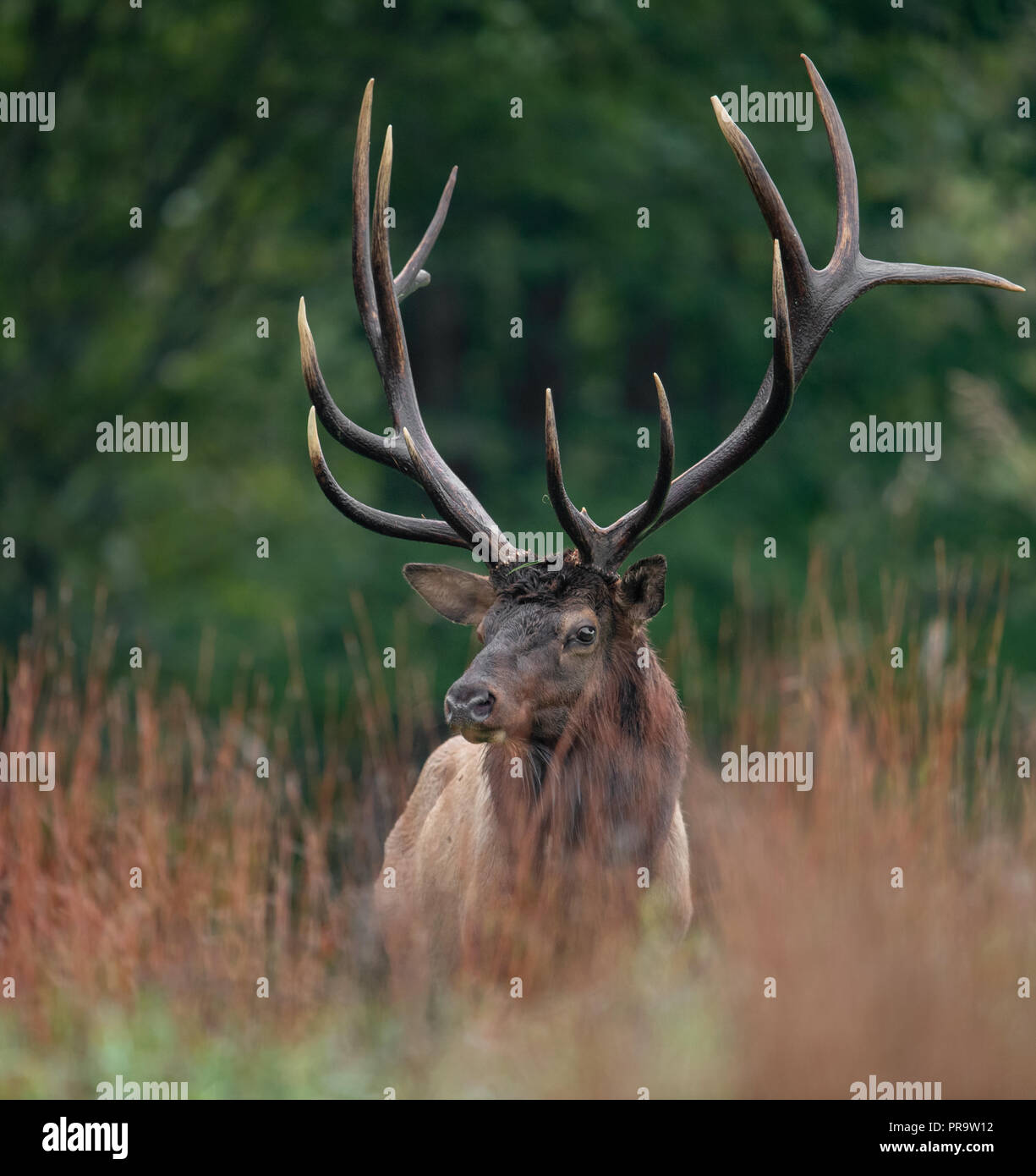Elk During the Rut Season Stock Photo - Alamy