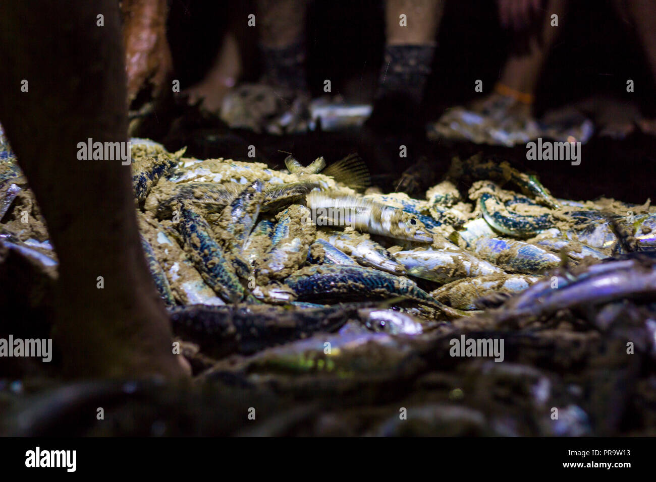 Freshly caught fish Stock Photo - Alamy