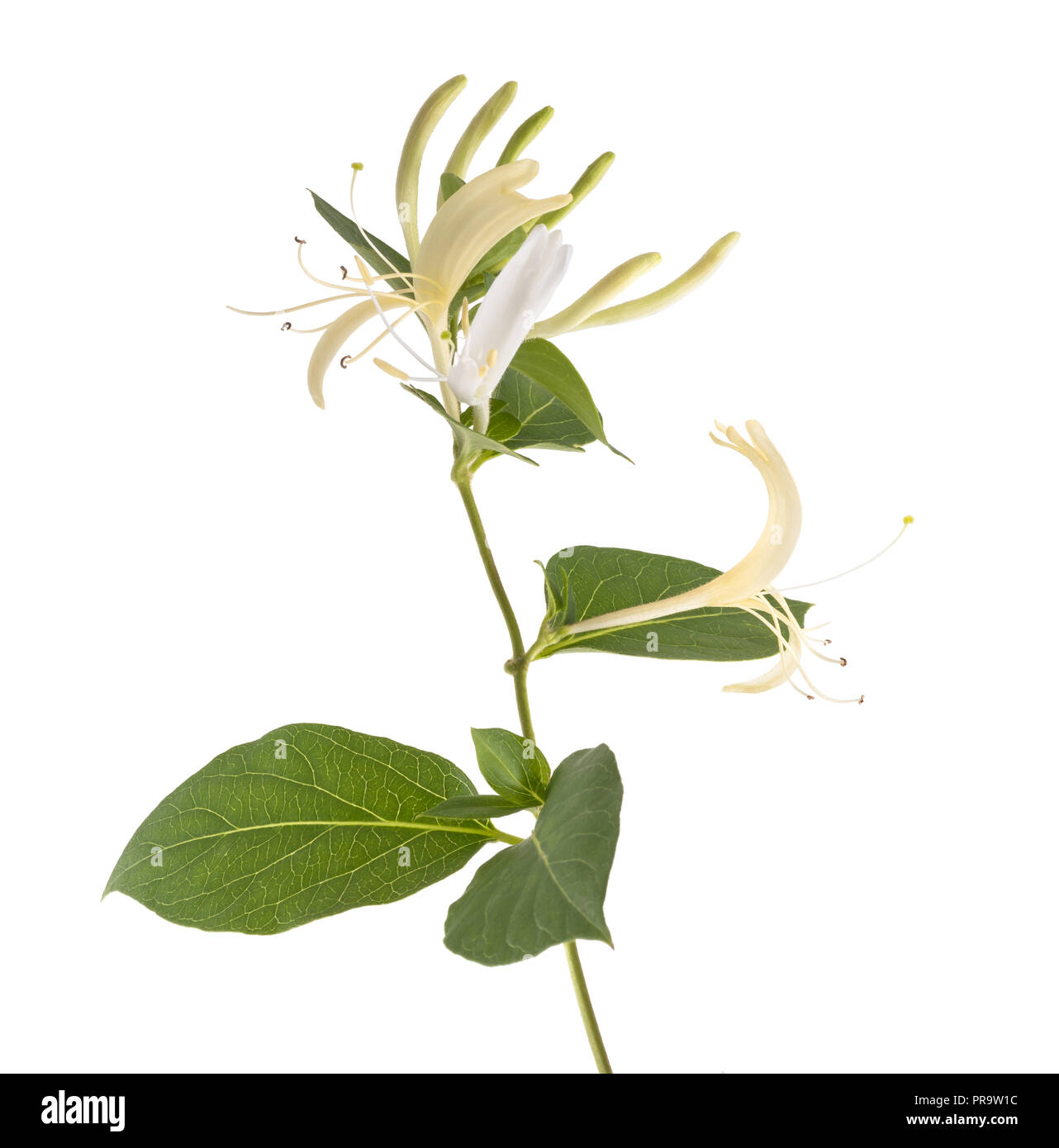 honeysuckle with flowers and leaves isolated on white background Stock ...