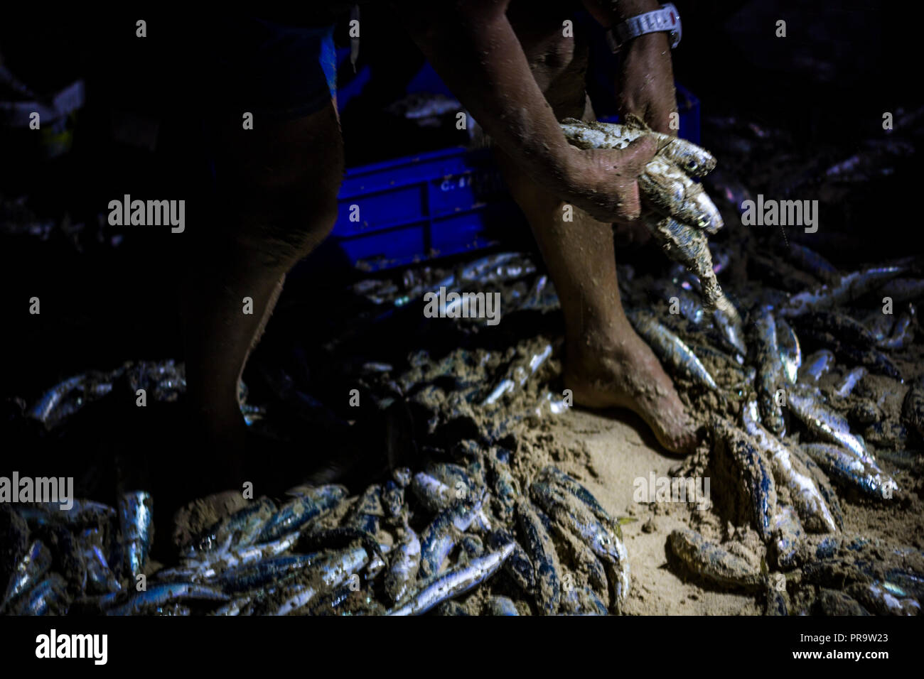 Fisherman on the beach selling Freshly caught fish iluminated with a ...