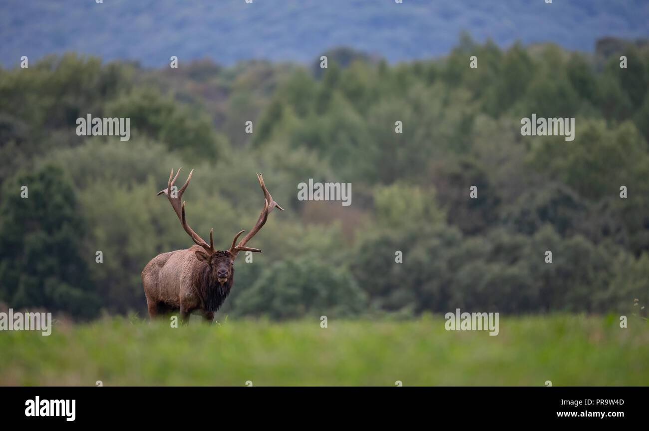 Elk During the Rut Season Stock Photo - Alamy