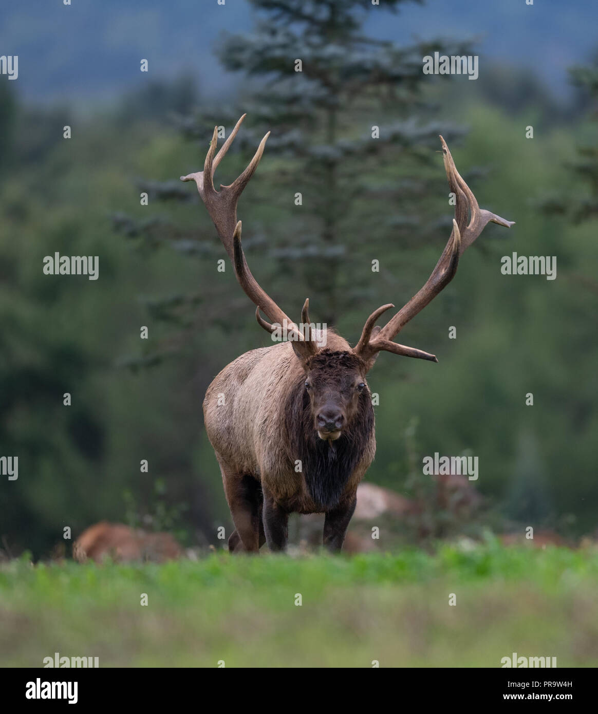 Elk During the Rut Season Stock Photo - Alamy