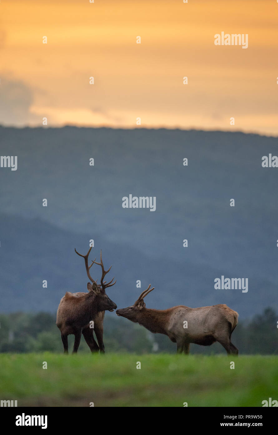 Elk During the Rut Season Stock Photo - Alamy