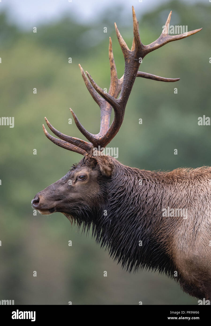 Elk During the Rut Season Stock Photo - Alamy
