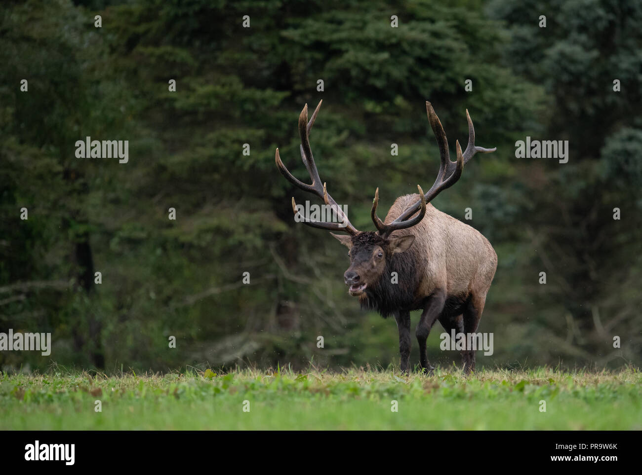 Elk During the Rut Season Stock Photo - Alamy