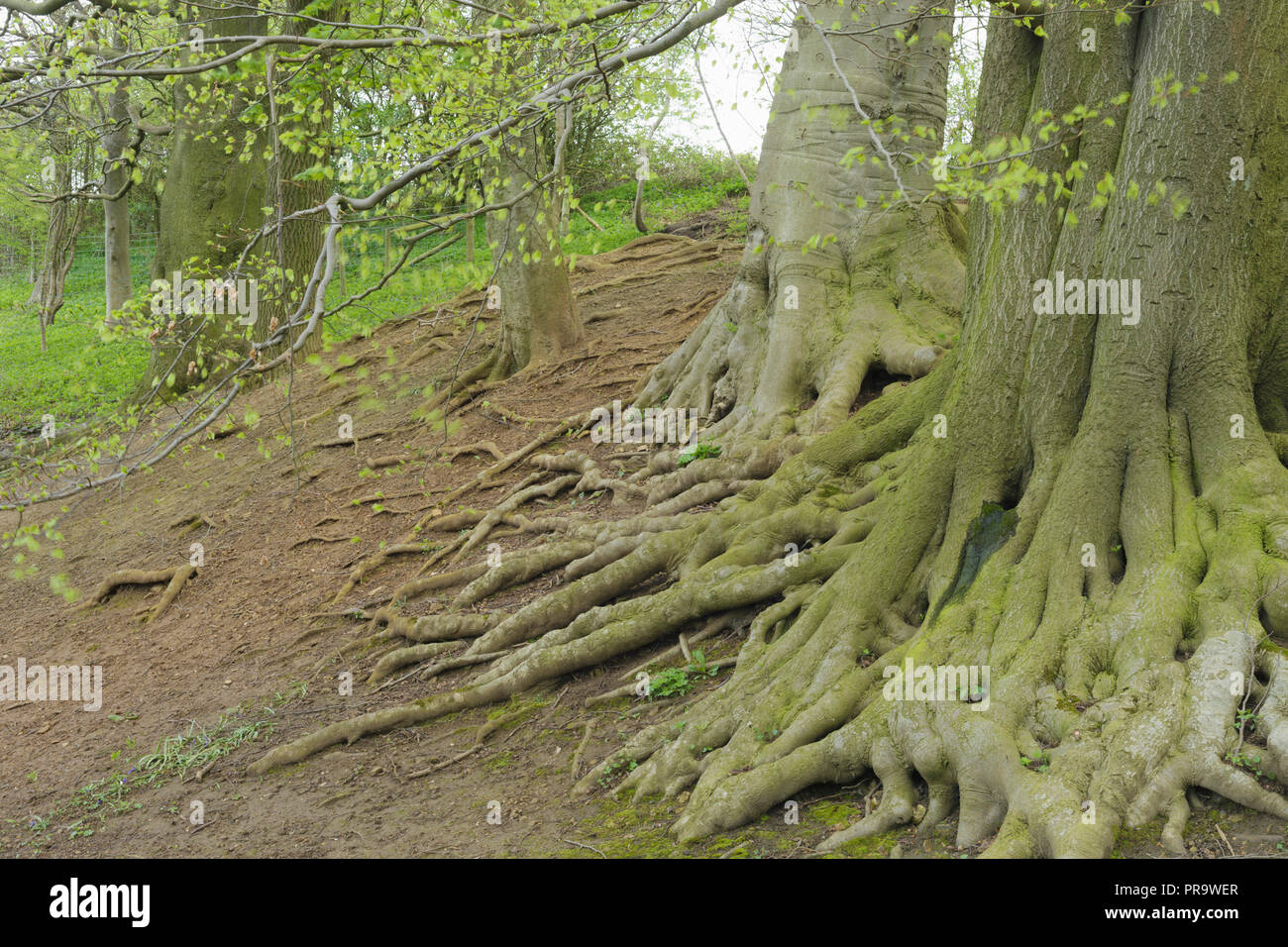 Extensive roots of Common Beech (Fagus sylvatica) trees, Hetchell Wood ...