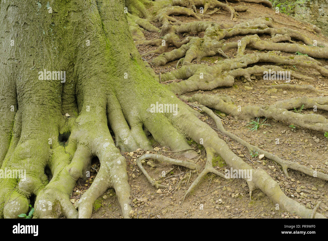 Extensive roots of Common Beech (Fagus sylvatica) trees, Hetchell Wood ...