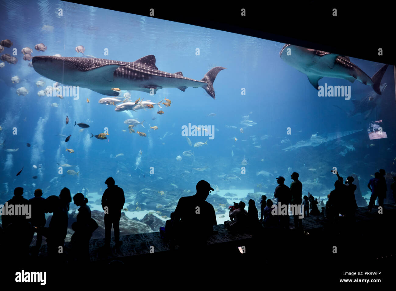 Atlanta capital of the U.S. state of Georgia, The Georgia Aquarium ...
