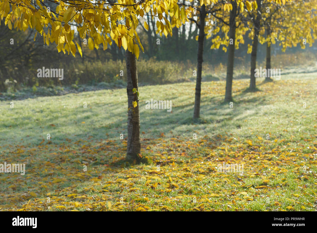 Prunus avium autumn hi-res stock photography and images - Alamy