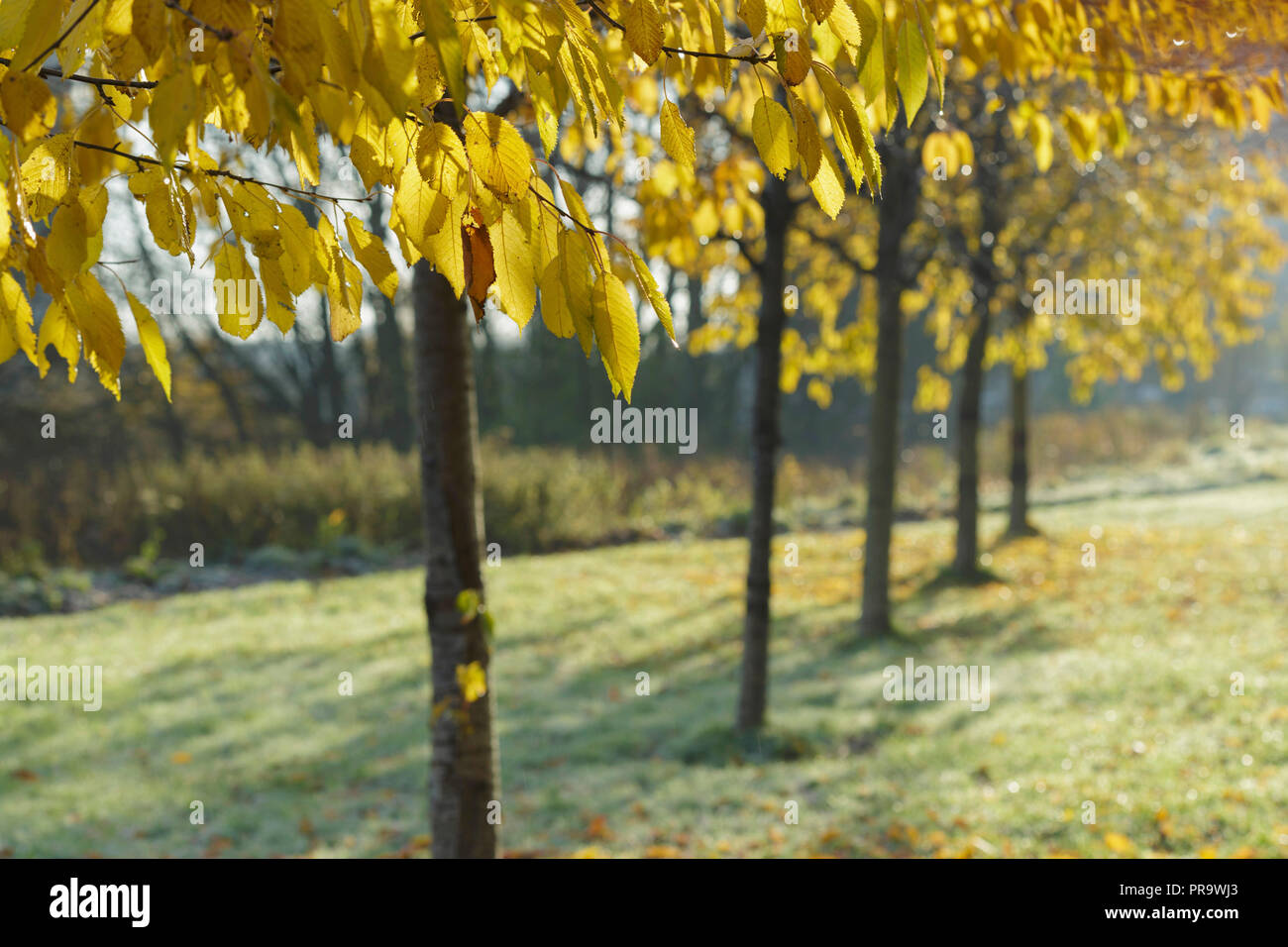 Prunus avium autumn hi-res stock photography and images - Alamy