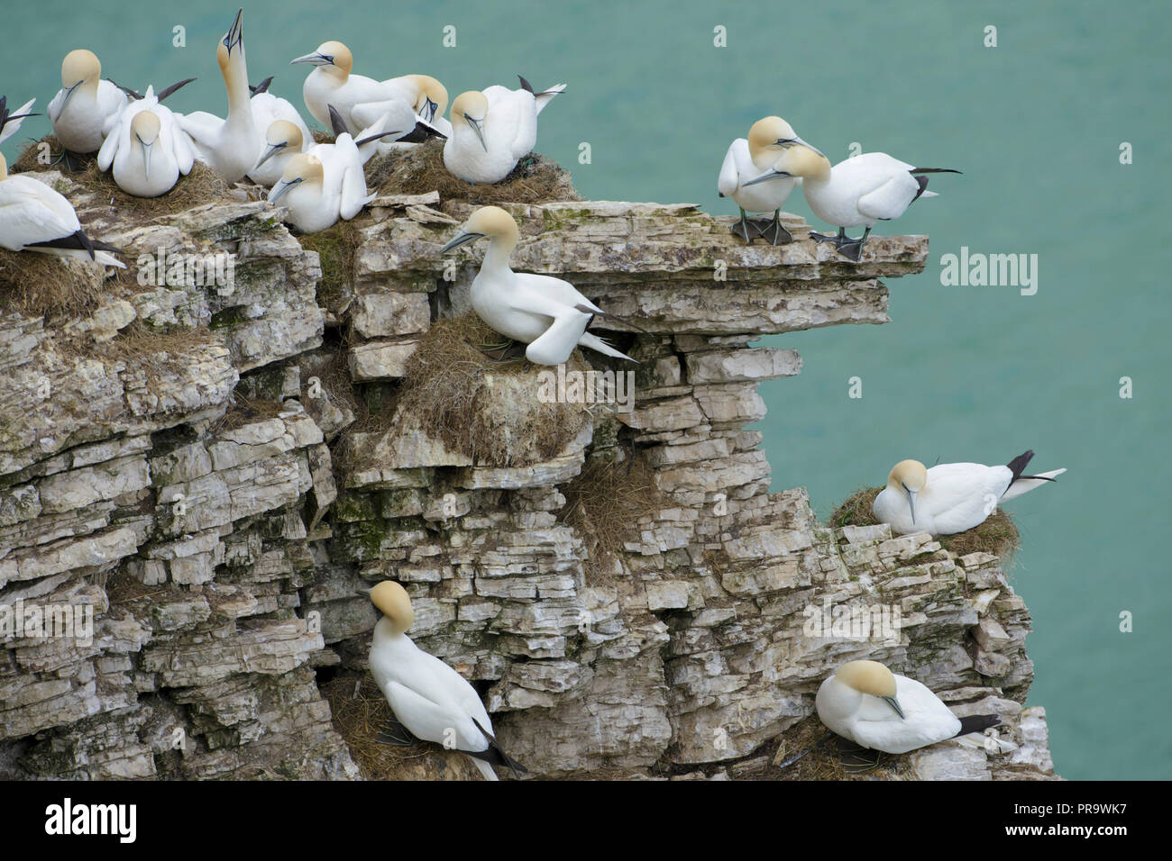 Northern Gannets (Morus bassanus) adult breeding colony, on rock stack ...