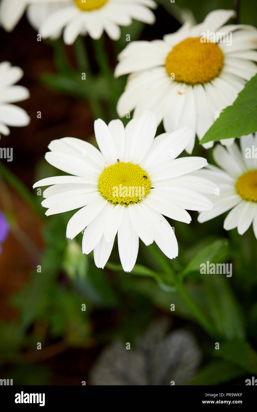 leucanthemum snowcap plant Shasta Daisy Stock Photo - Alamy