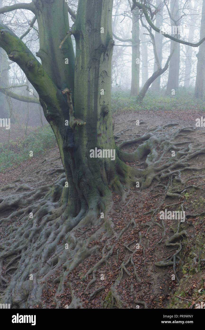 Extensive tree roots hi-res stock photography and images - Alamy