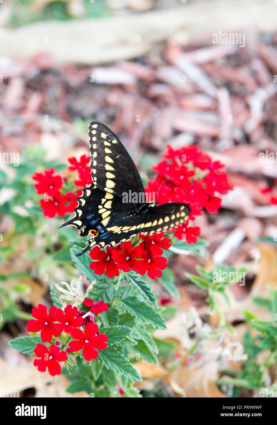 Red monarch hi-res stock photography and images - Alamy