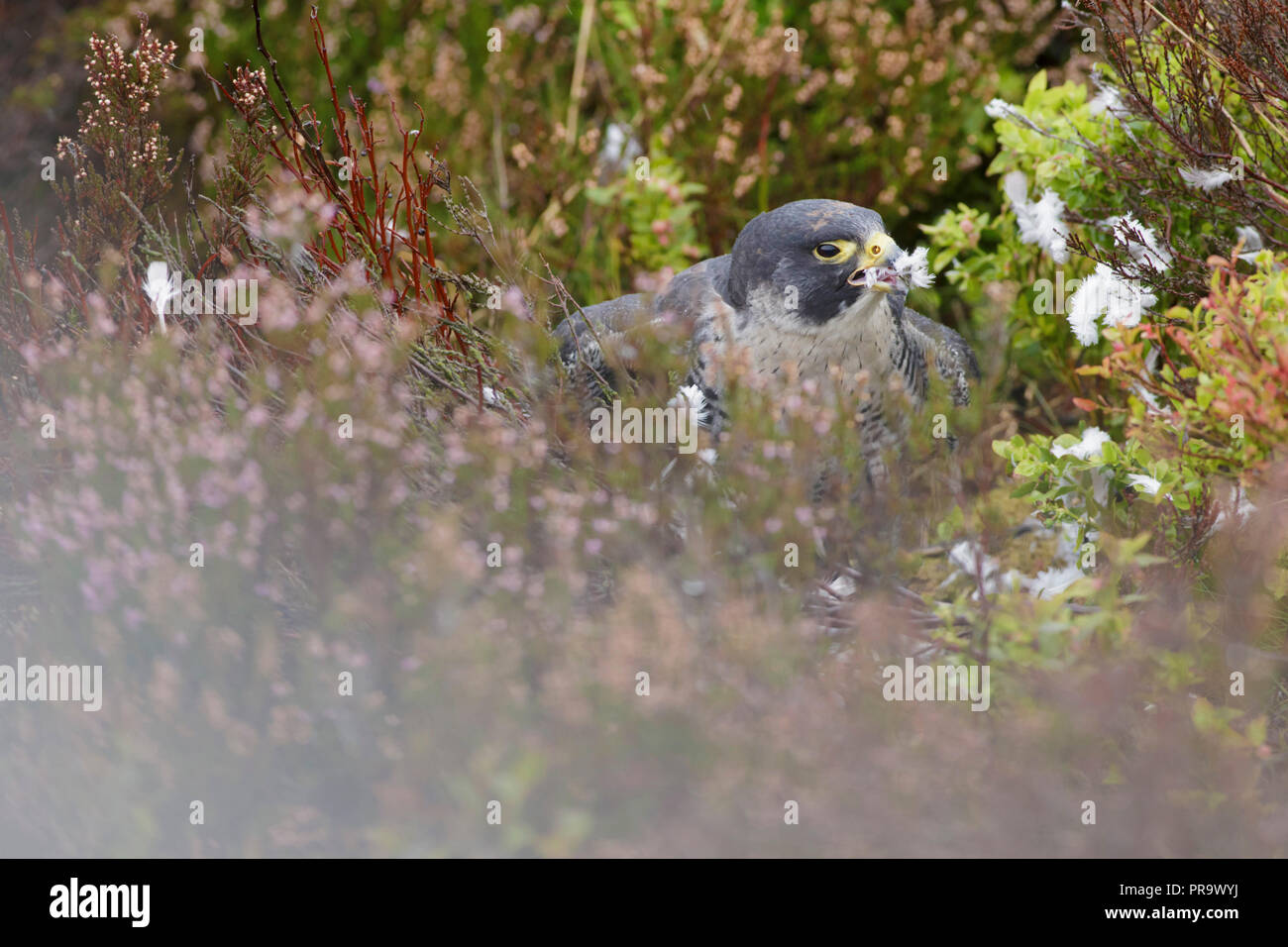 Peregrine Falcon (Falco peregrinus) adult male, in Heather and Bilberry ...