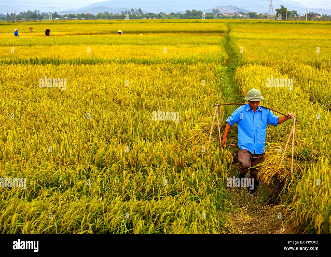 Rice fields in Hai Duong along the road from Hanoi to Halong Bay ...