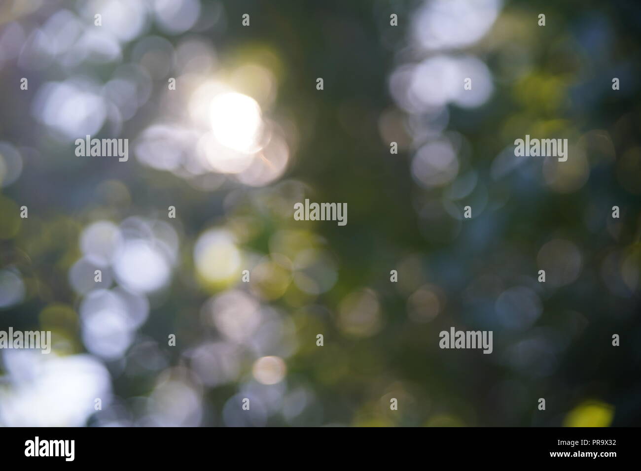 lens blur through leaves Stock Photo - Alamy
