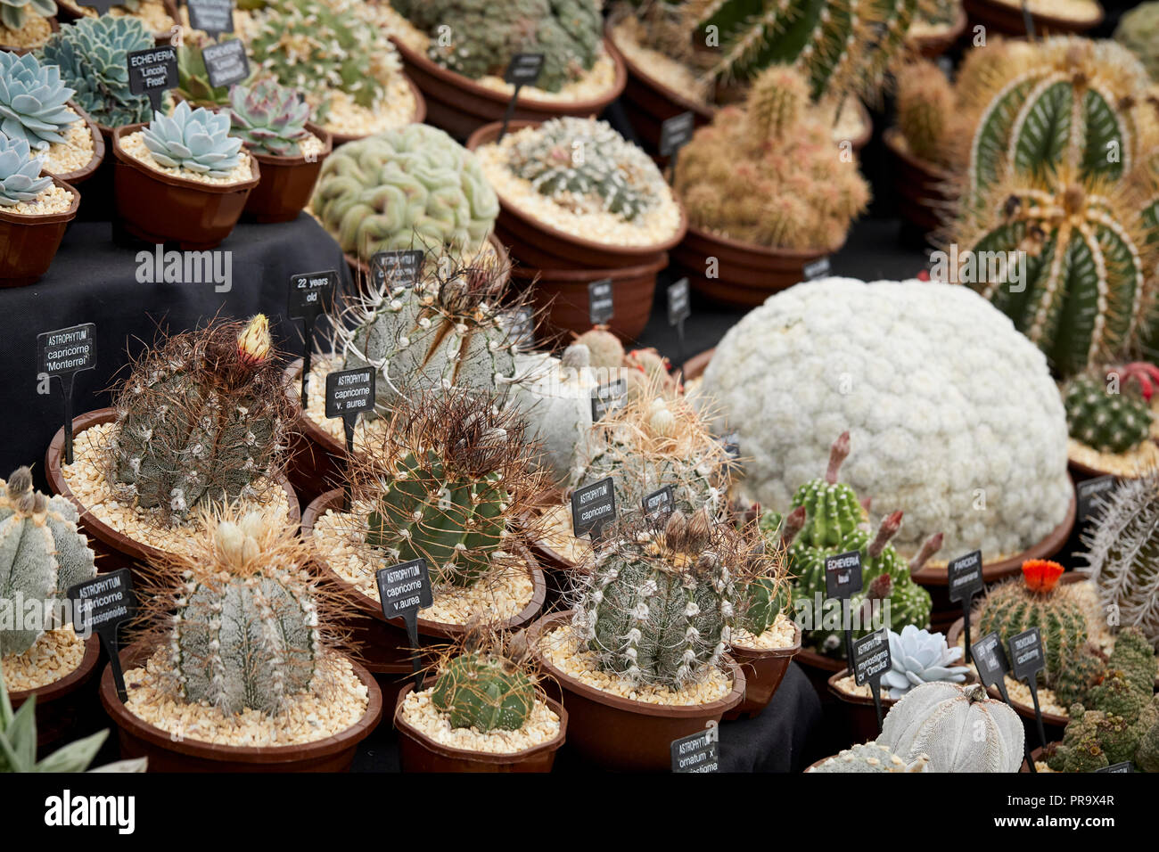 Show stand hi-res stock photography and images - Alamy