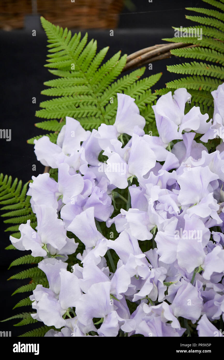 Lathyrus Oderatus - Ballerina Blue at Tatton park Flower Show Stock ...