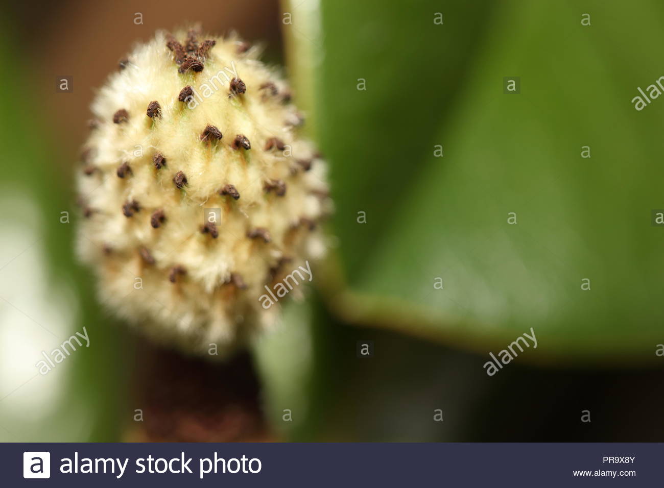 Waxy Leaves Stock Photos & Waxy Leaves Stock Images - Alamy