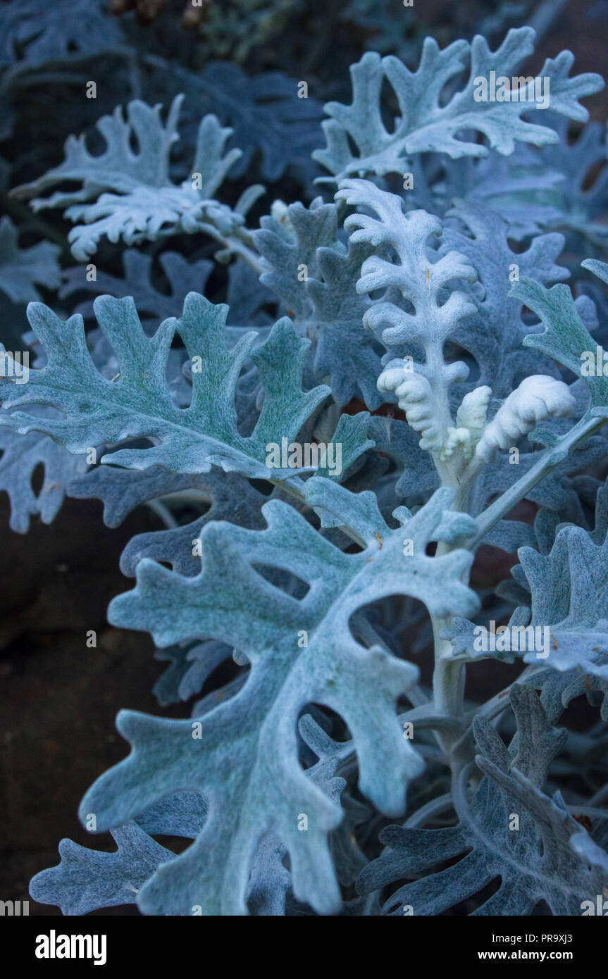 Cineraria maritima or Senecio cineraria. Dusty miller plant or Jacobaea ...